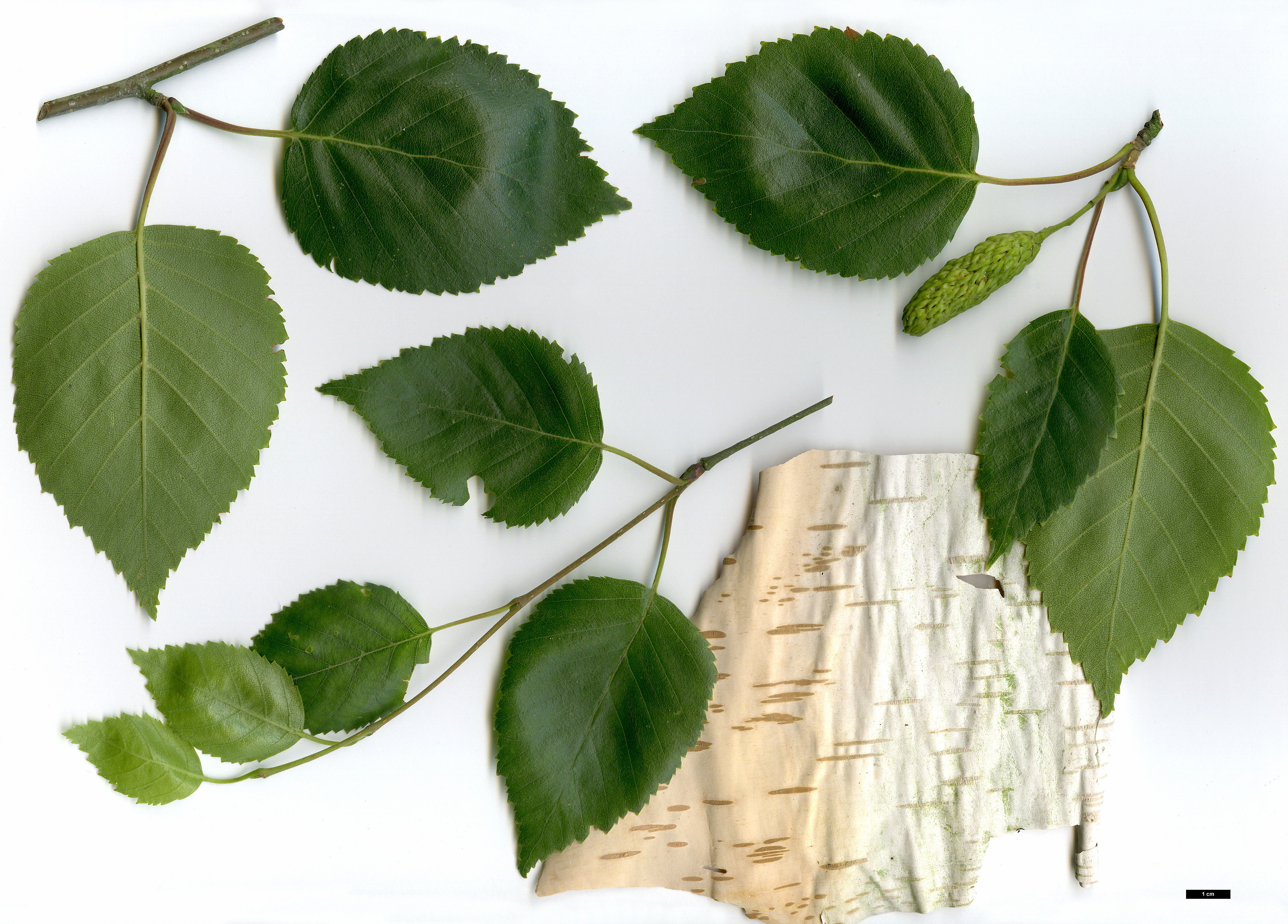 Family: Betulaceae - Genus: Betula - Taxon: utilis - SpeciesSub: subsp ...