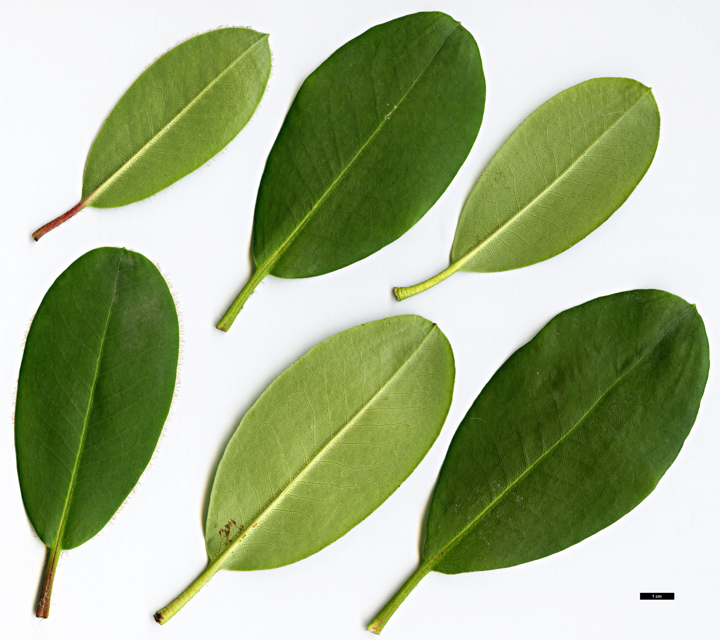 Family: Ericaceae - Genus: Rhododendron - Taxon: purdomii HORT (High ...
