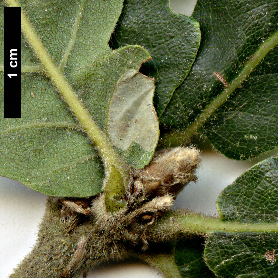 Family: Fagaceae - Genus: Quercus - Taxon: - SpeciesSub: 'Macon' (Q ...
