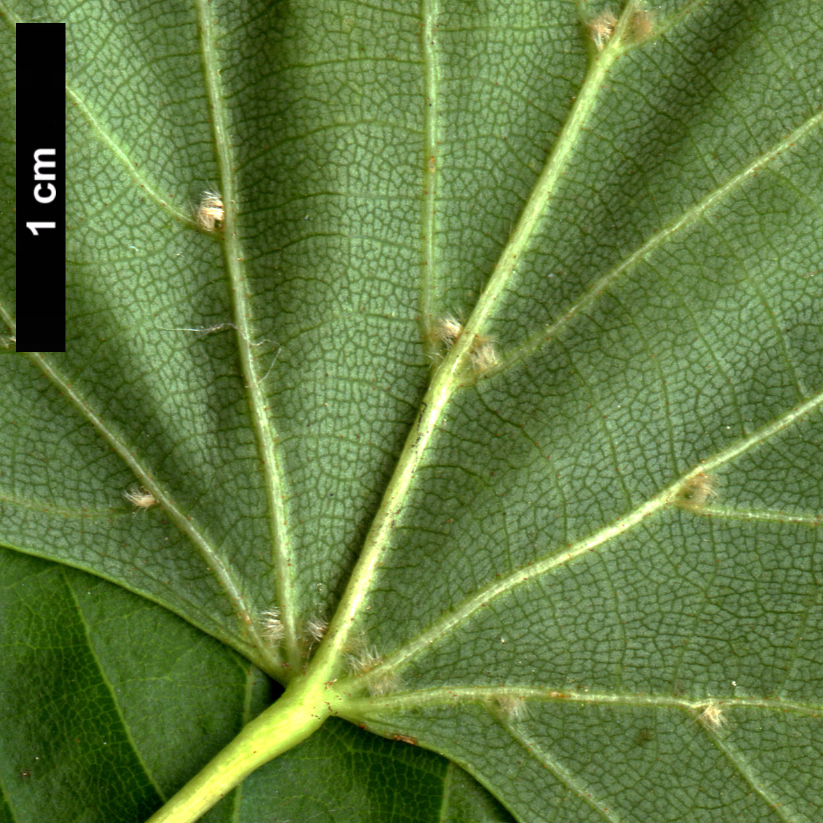 Family: Malvaceae - Genus: Tilia - Taxon: ×euchlora × T.mongolica (High ...