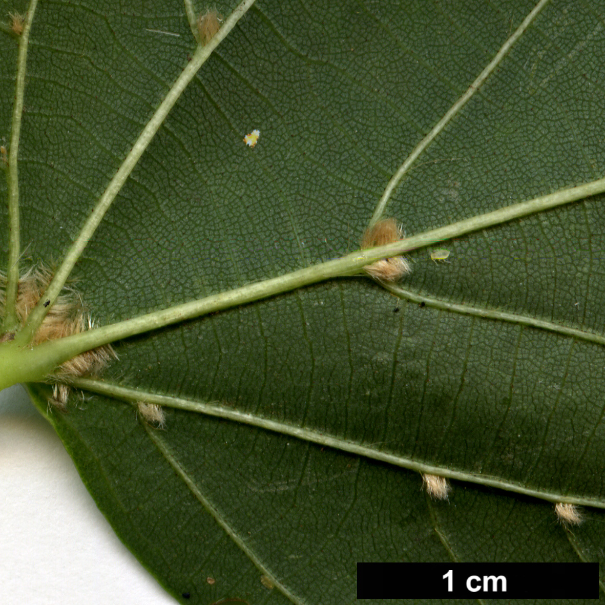 Family: Malvaceae - Genus: Tilia - Taxon: ×euchlora (T.cordata × T ...