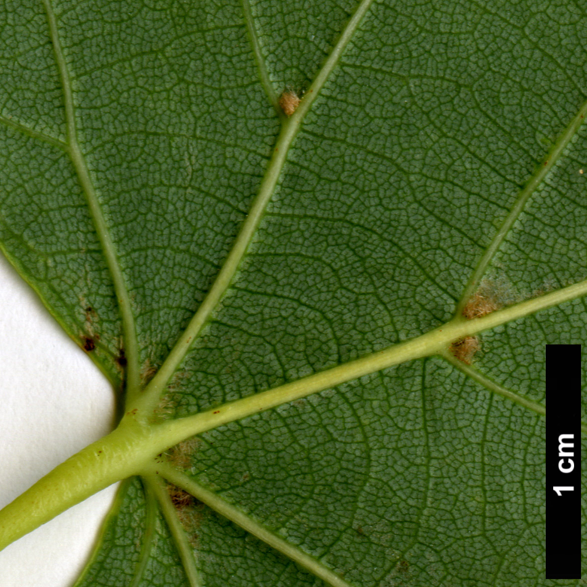 Family: Malvaceae - Genus: Tilia - Taxon: 'Harold Hillier' (T.japonica ...