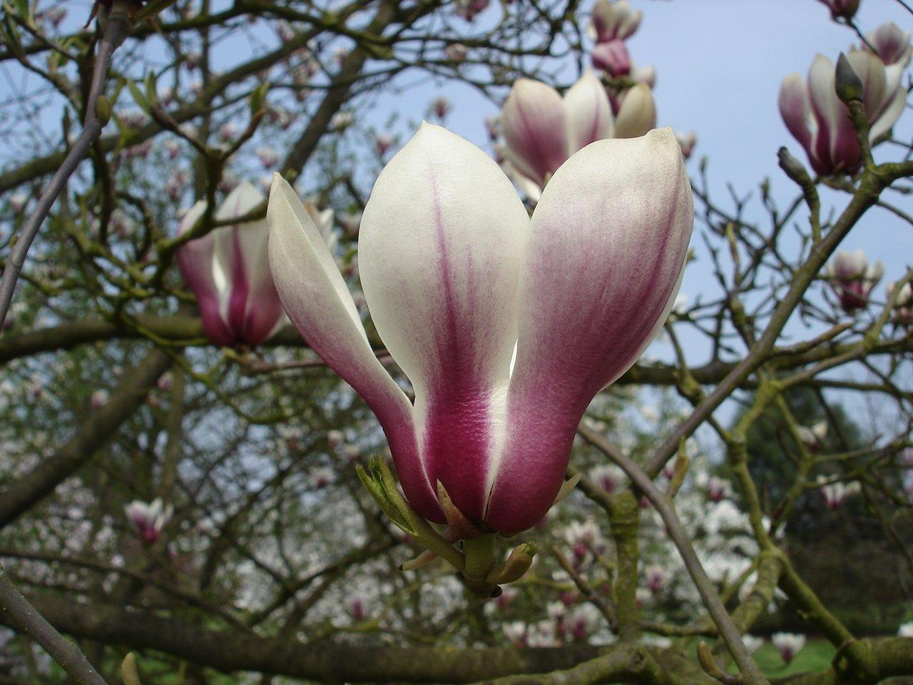 Magnolia 'Bjuv'