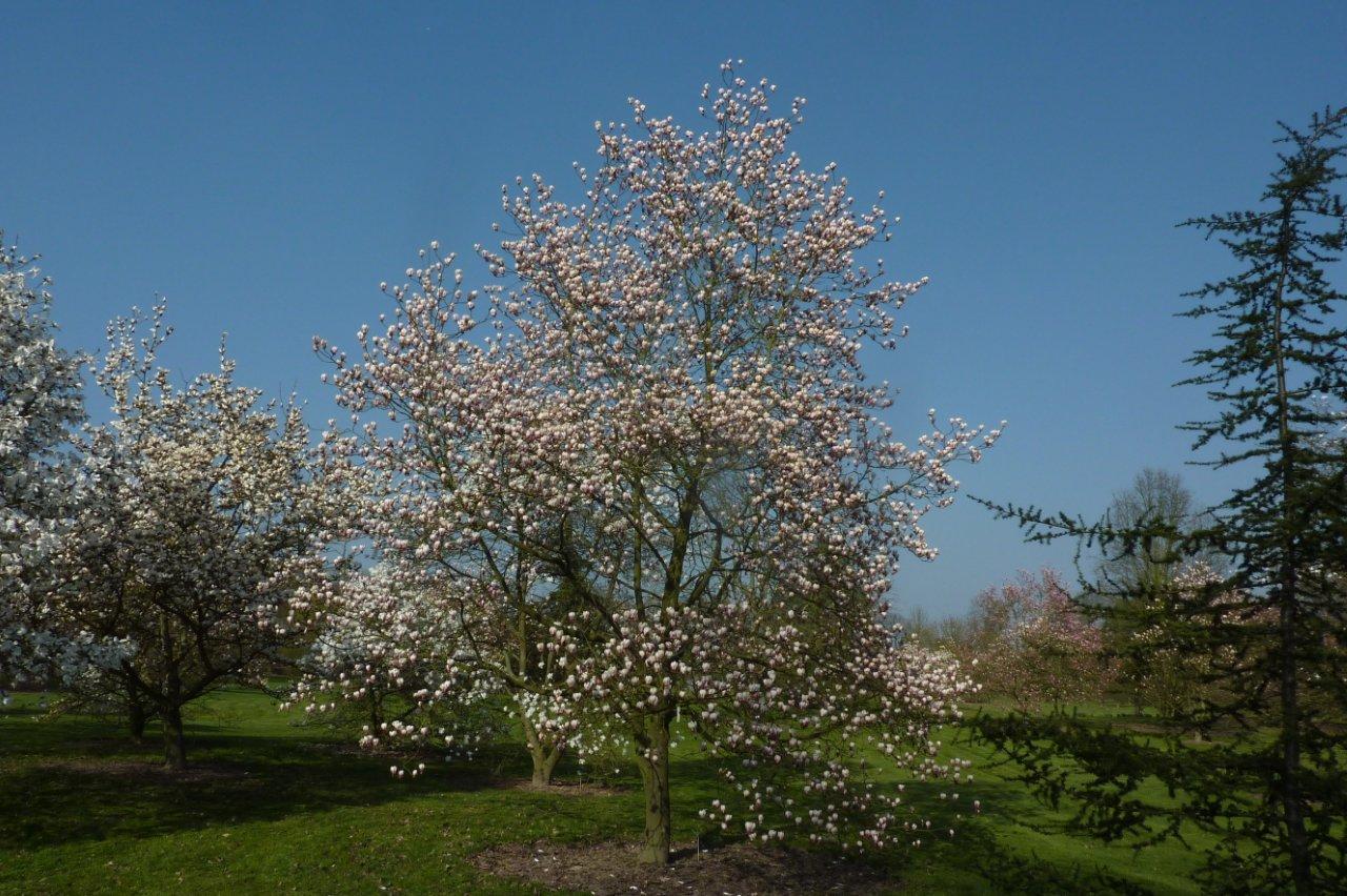 Magnolia 'Bjuv'
