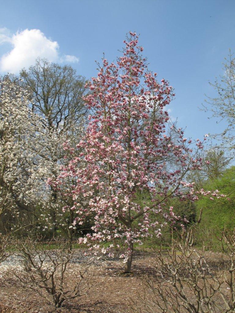 Magnolia 'Wim Rutten'