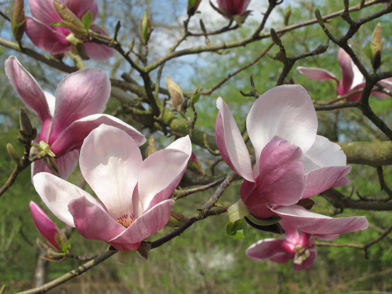 Terms and conditions - Regulations