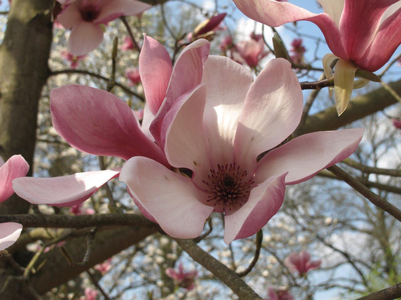 Magnolia 'Wim Rutten'