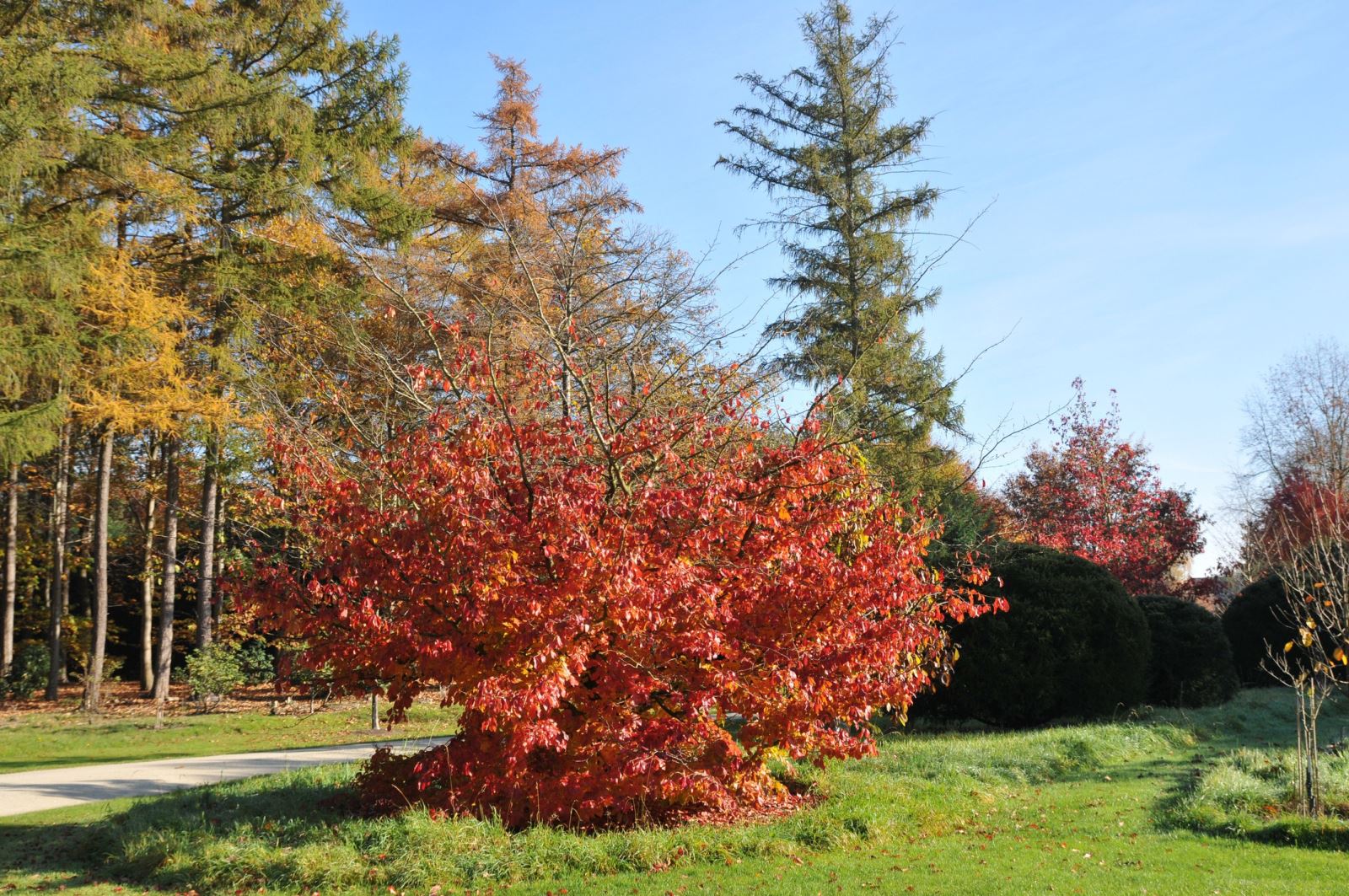 Parrotia persica 'Red October'