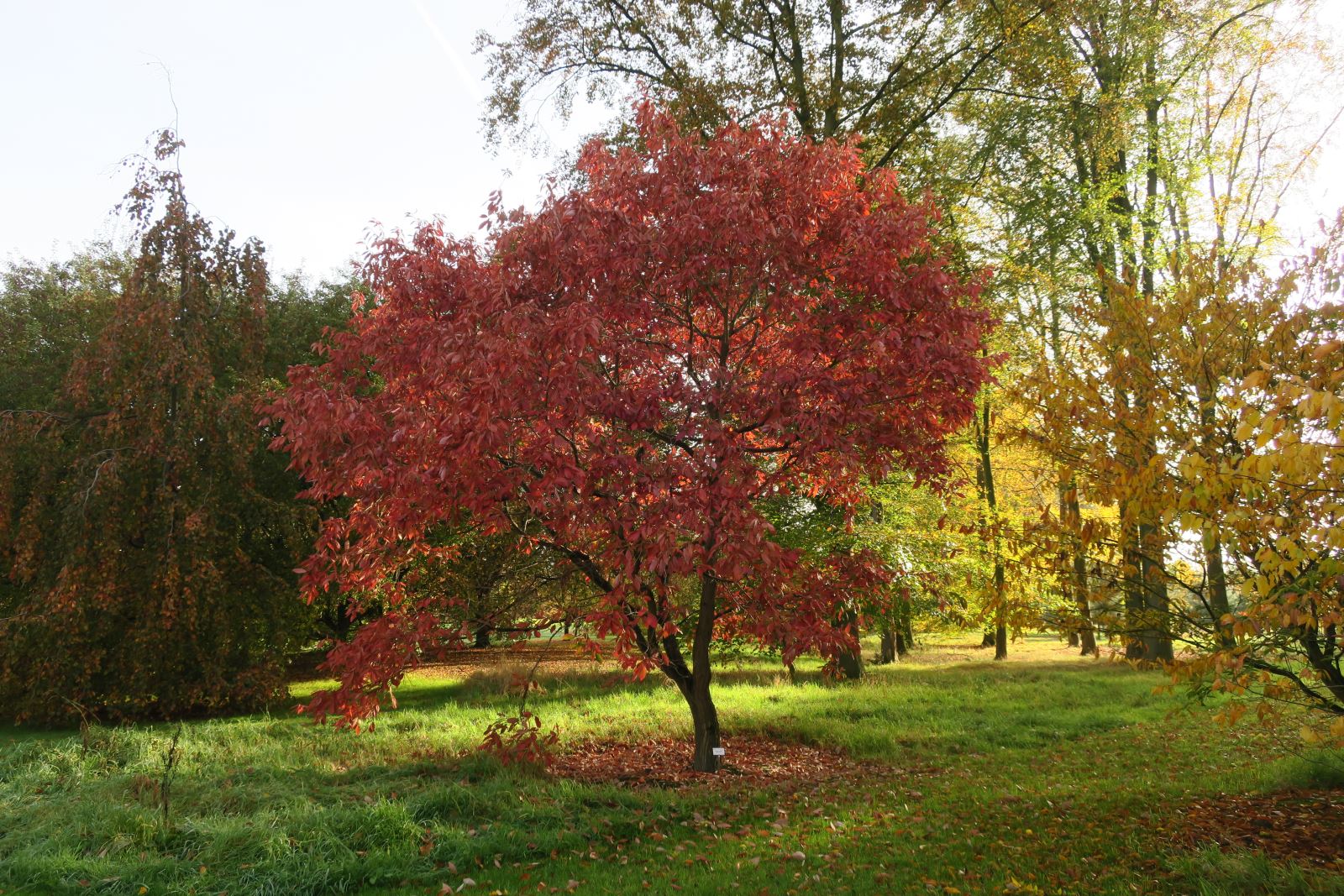 Quercus serrata 'Herkenrode'