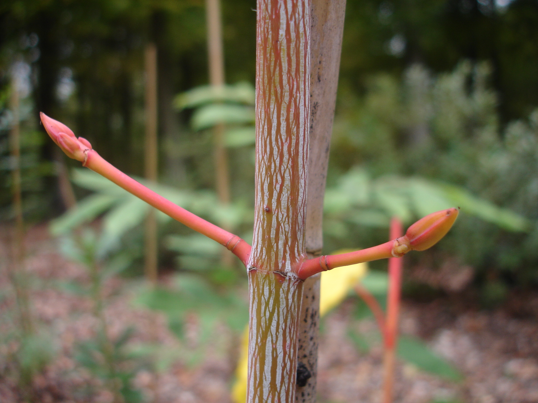 Acer