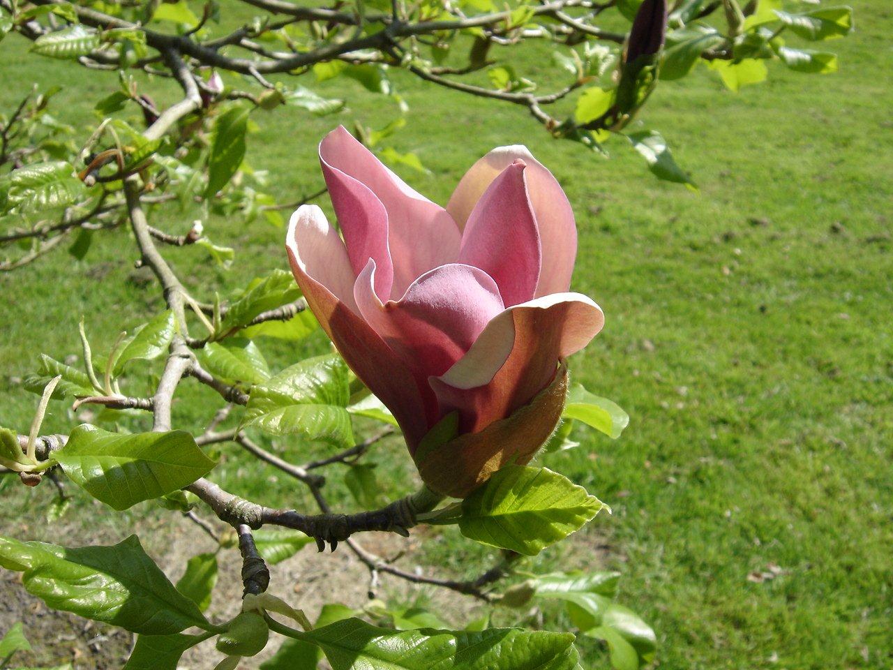 Magnolia