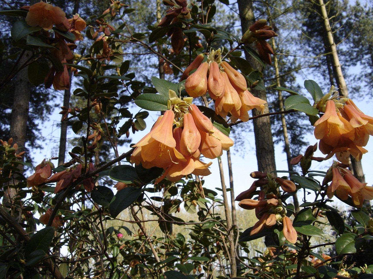 Rhododendron