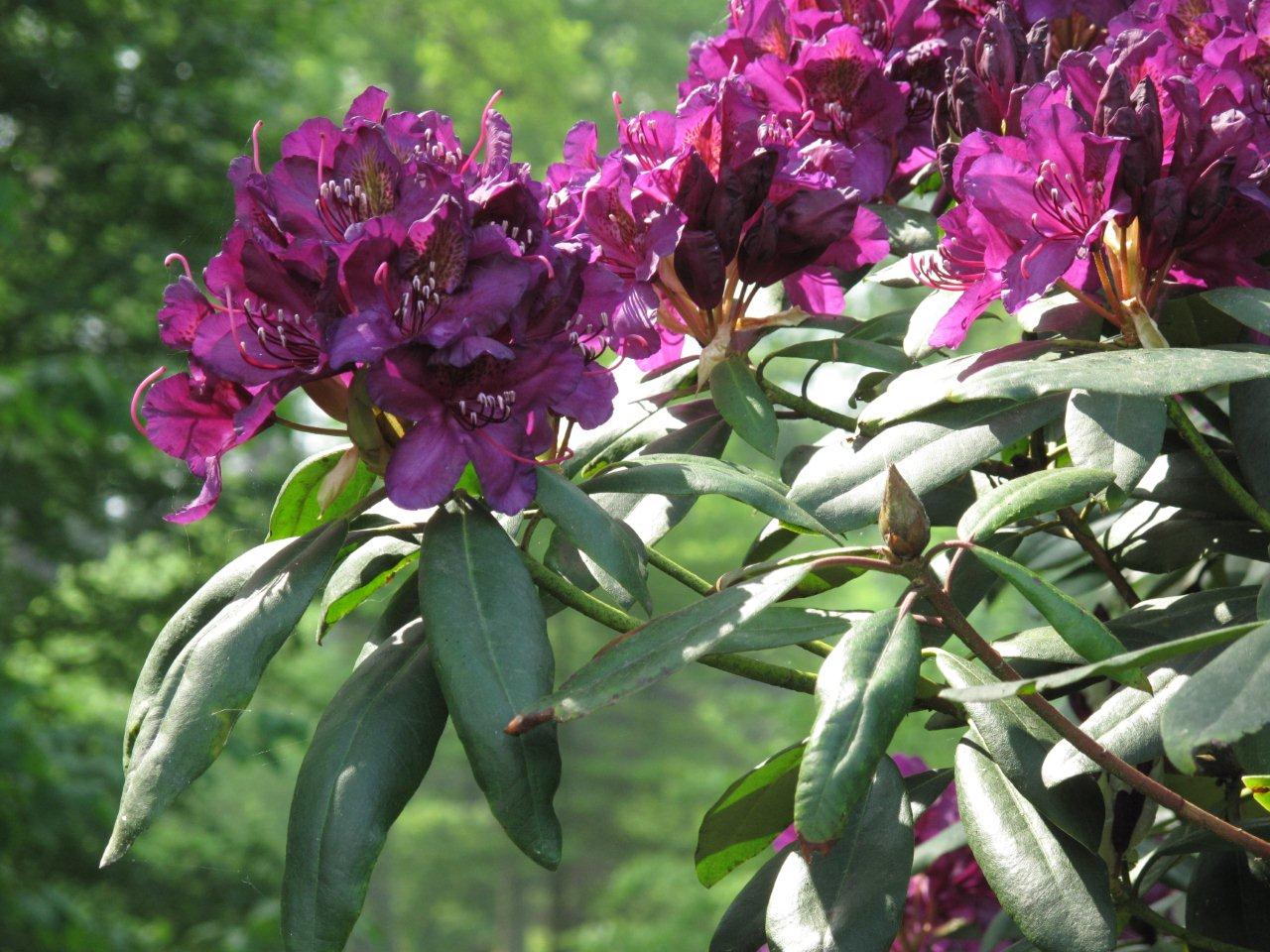 Rhododendron