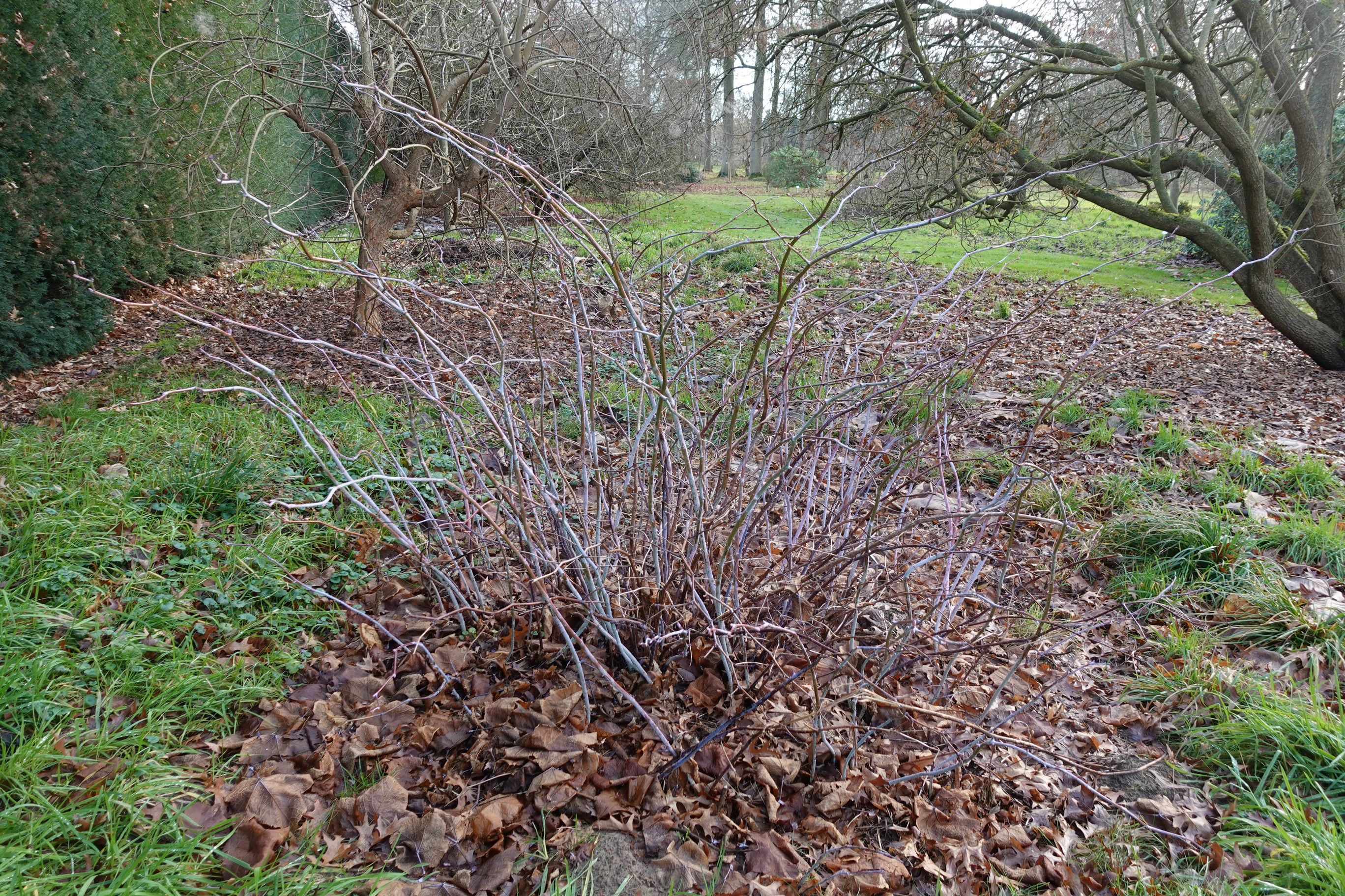 Arboretum Wespelaar